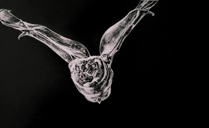 Transylvania flying bat art video highlights value of interdependence ...