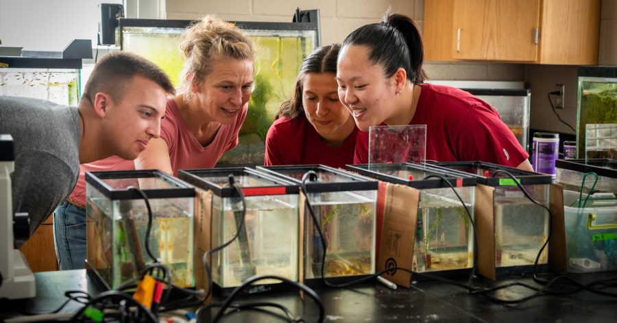 Betta fish research offers opportunity for faculty-student ...